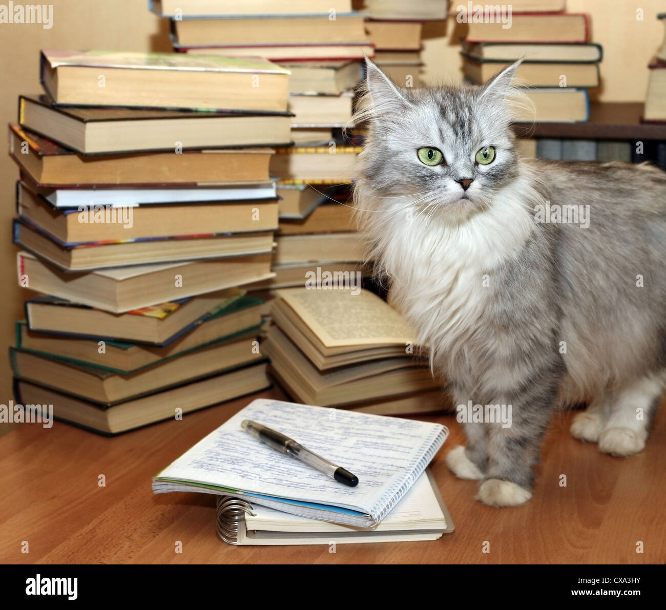 Heap of books and a grey cat Stock Photo - Alamy