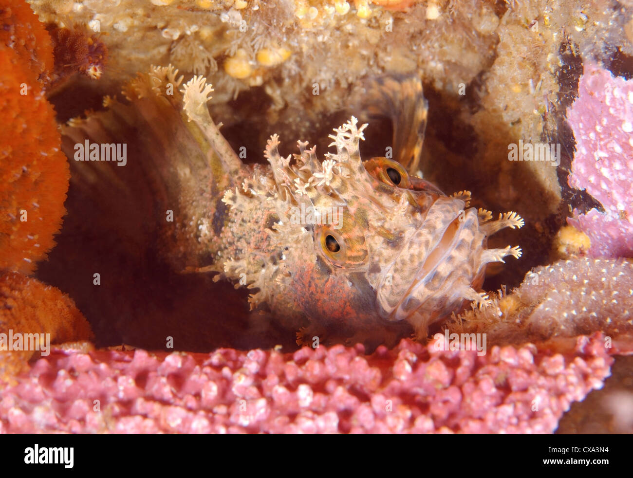 Japanese warbonnet or fringed blenny (Chirolophis japonicus). Japan sea ...