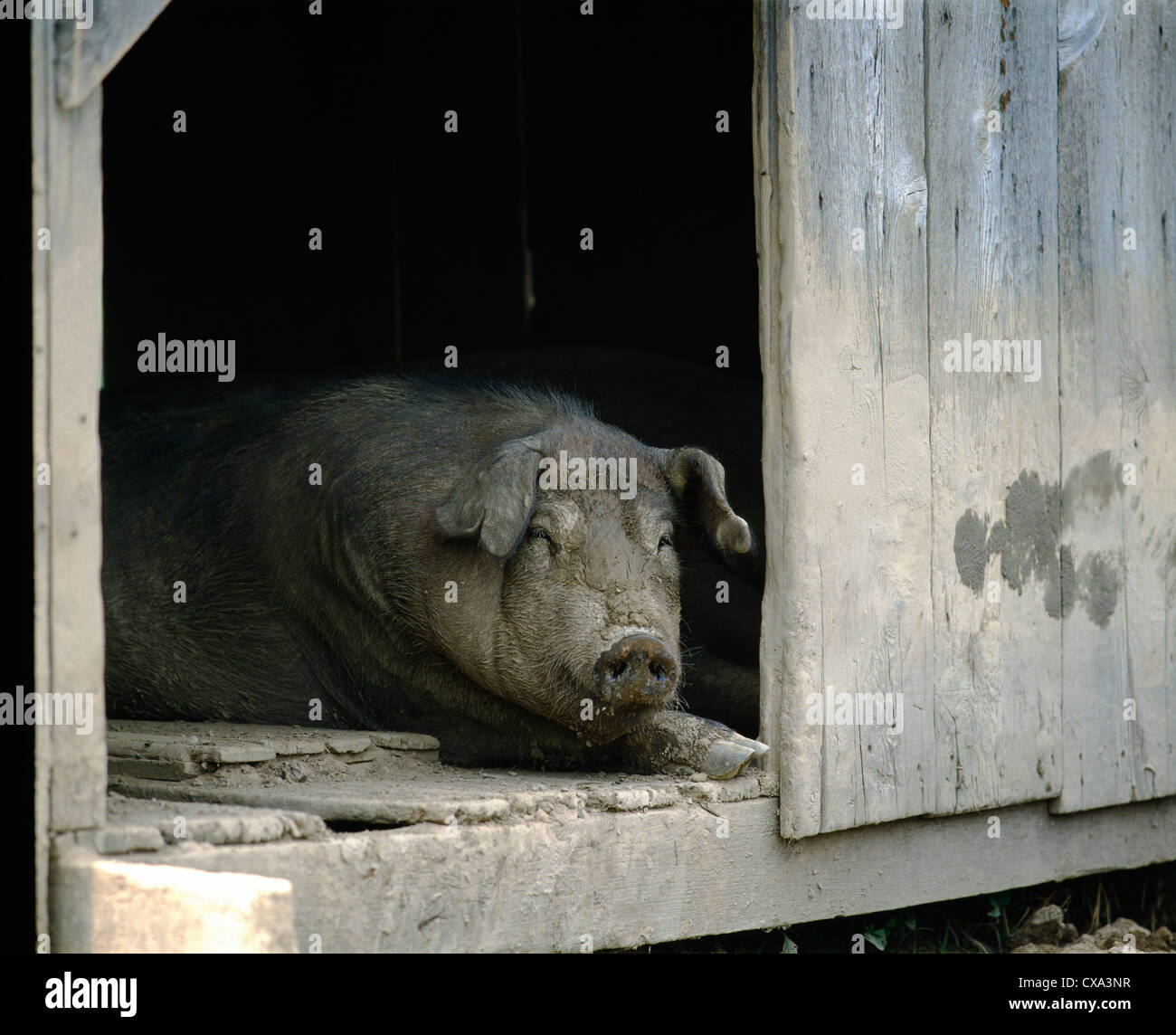MUDDY SOW LAYING IN DOORWAY OF OLD BARN Stock Photo - Alamy