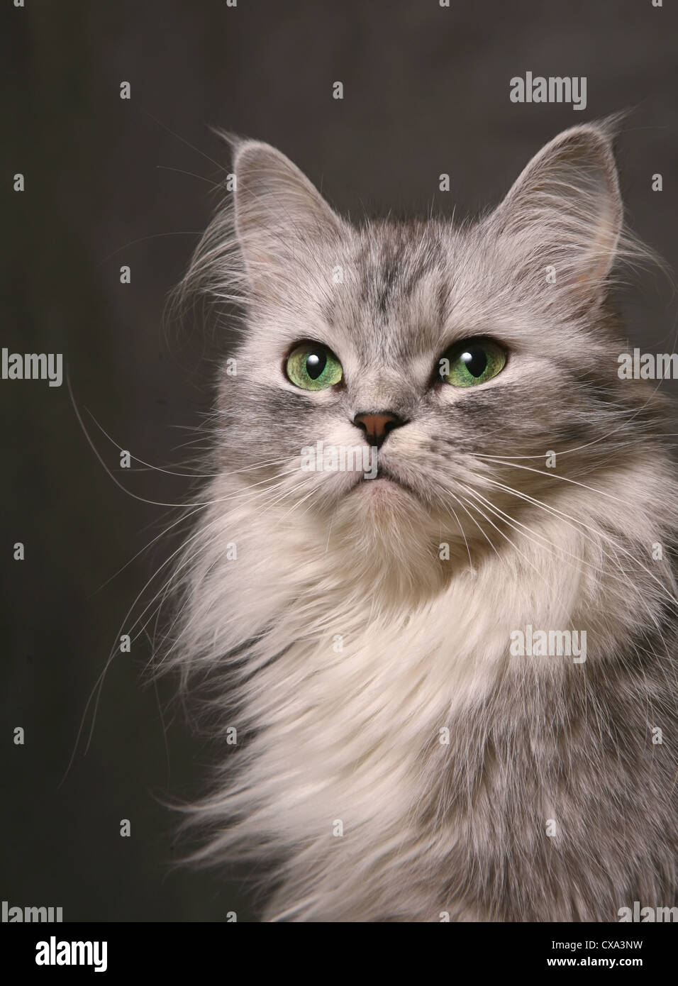 Portrait of a cat close-up in studio Stock Photo - Alamy