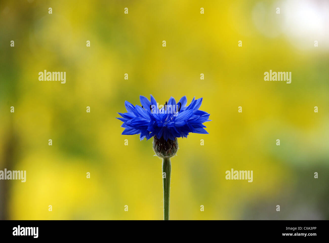 Open cornflower against a yellow background Stock Photo - Alamy
