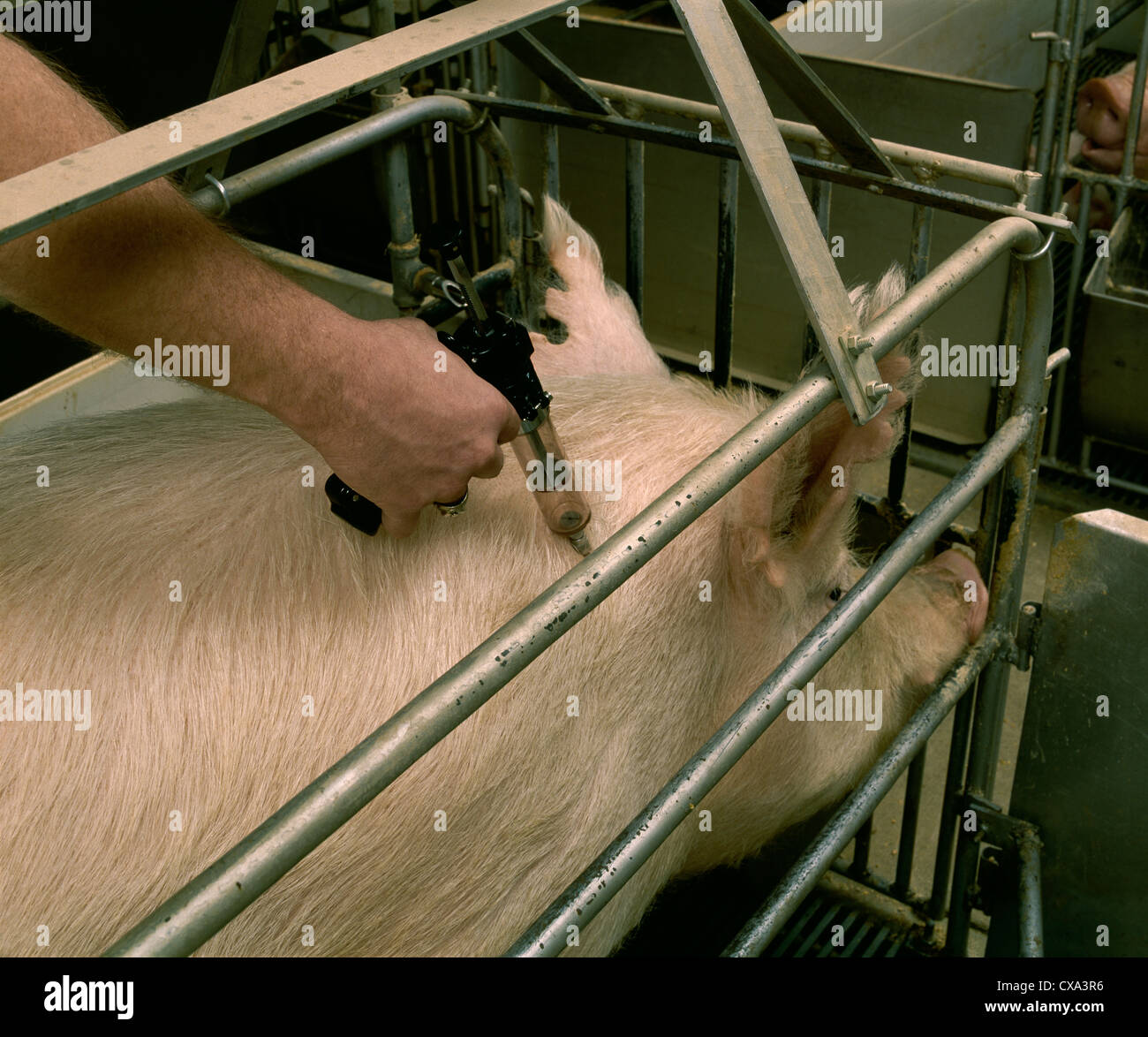 INJECTING SOW WITH VACCINE / PENNSYLVANIA Stock Photo - Alamy