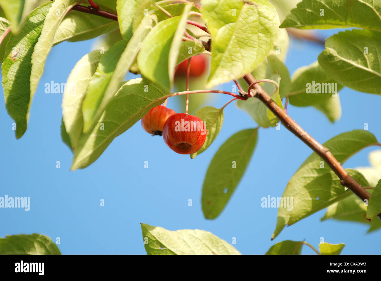 Crab apples and leaves hi-res stock photography and images - Alamy