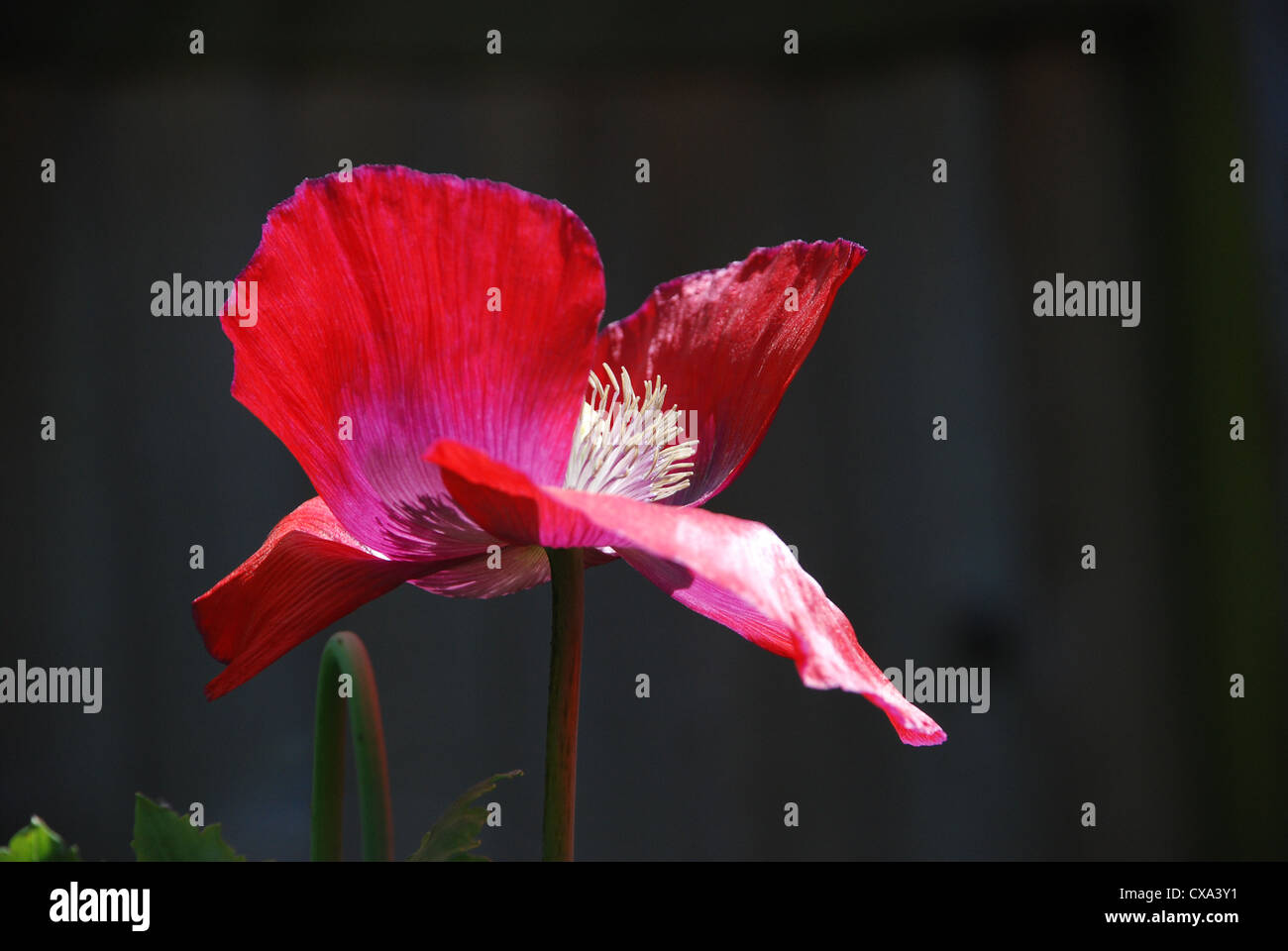 Open poppy flower hi-res stock photography and images - Alamy