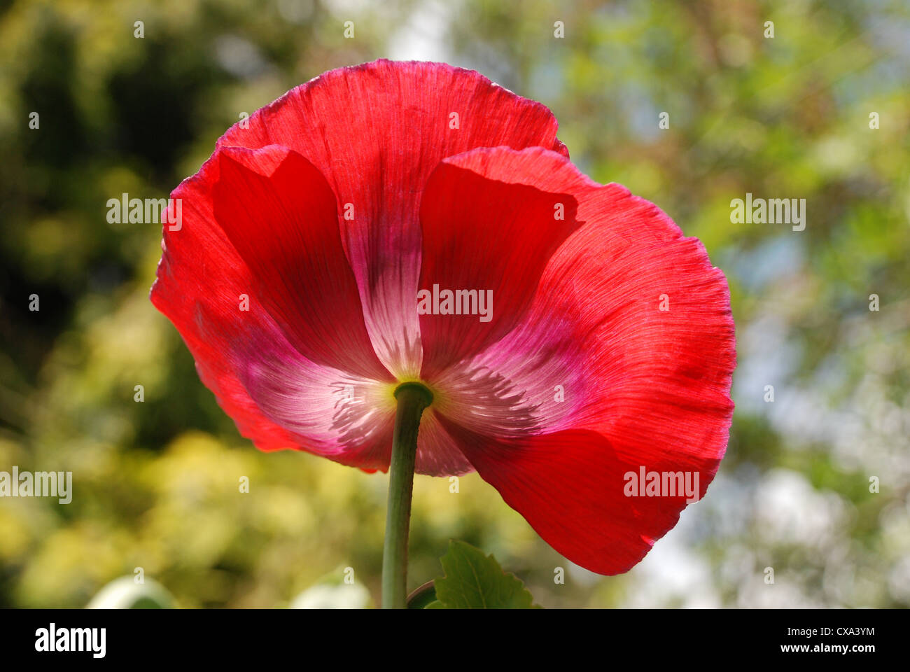 Red poppy flower seen from below Stock Photo - Alamy