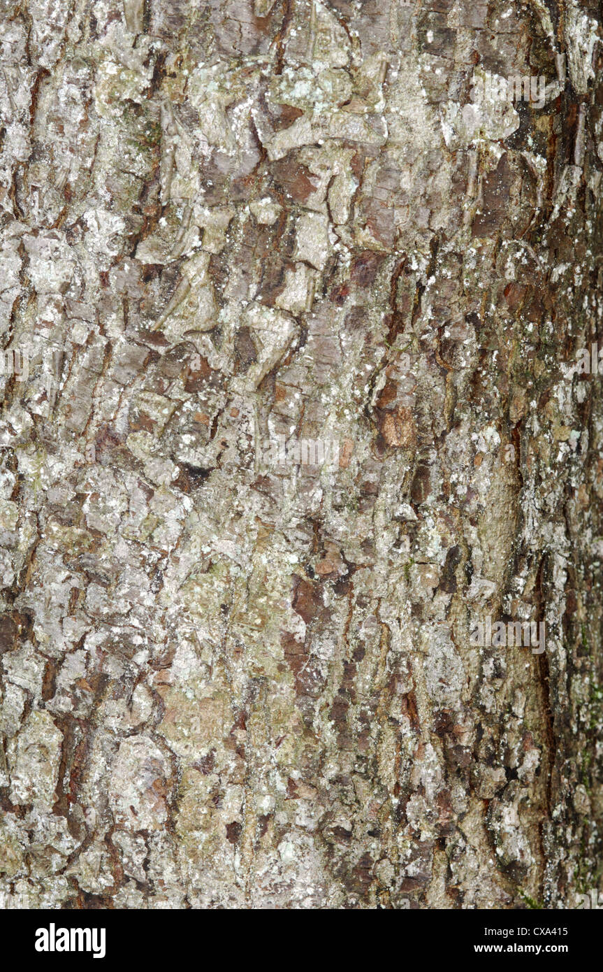 Wild Service-tree Sorbus torminalis Rosaceae Stock Photo - Alamy