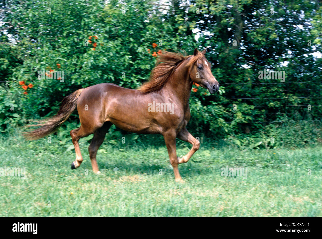 4 YEAR OLD MORGAN GELDING ]; COLOR: CHESTNUT WITH WHITE STAR AND SNIP ...