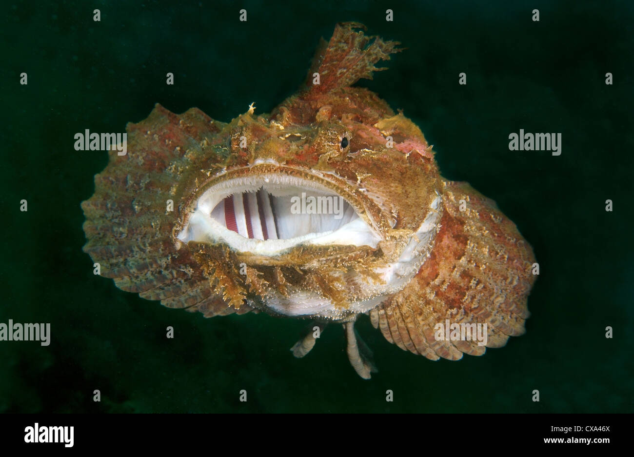 Sea Raven (Hemitripterus villosus) Japan sea, Far East, Primorsky Krai ...