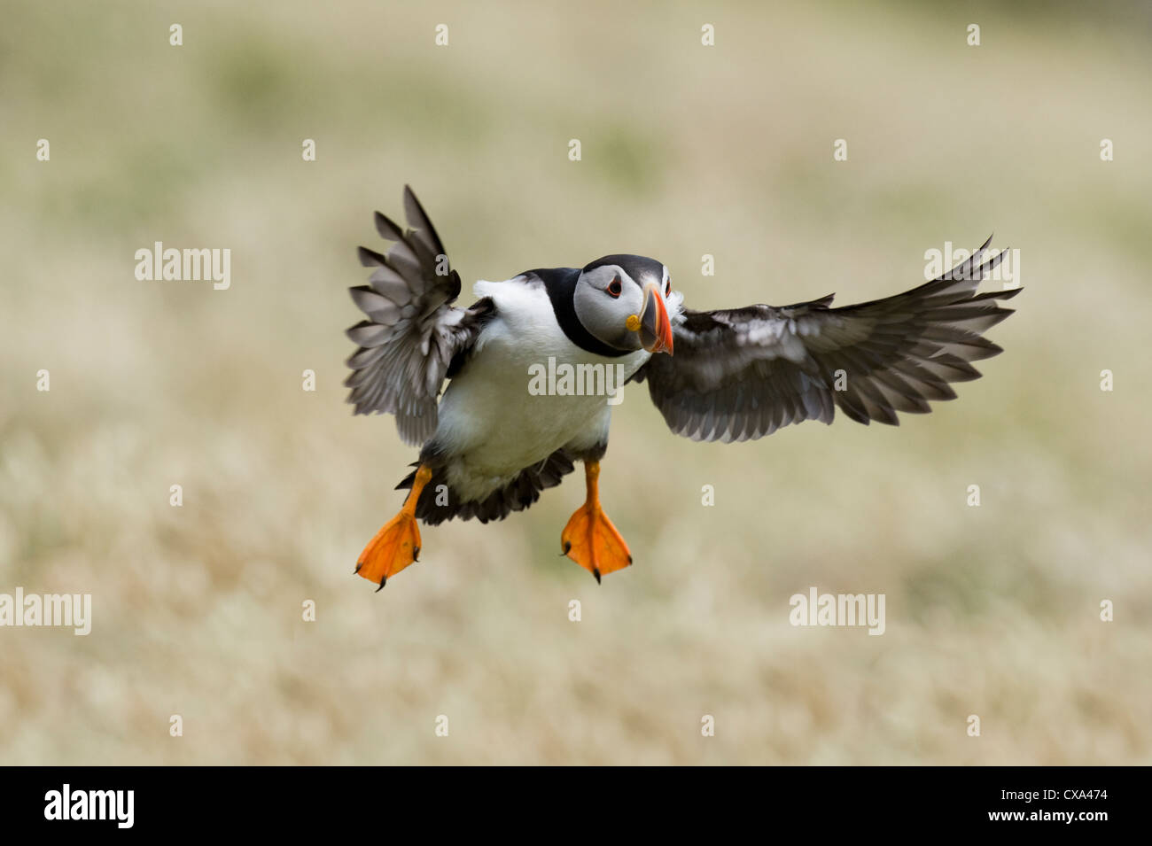 Flying puffin bird hi-res stock photography and images - Alamy