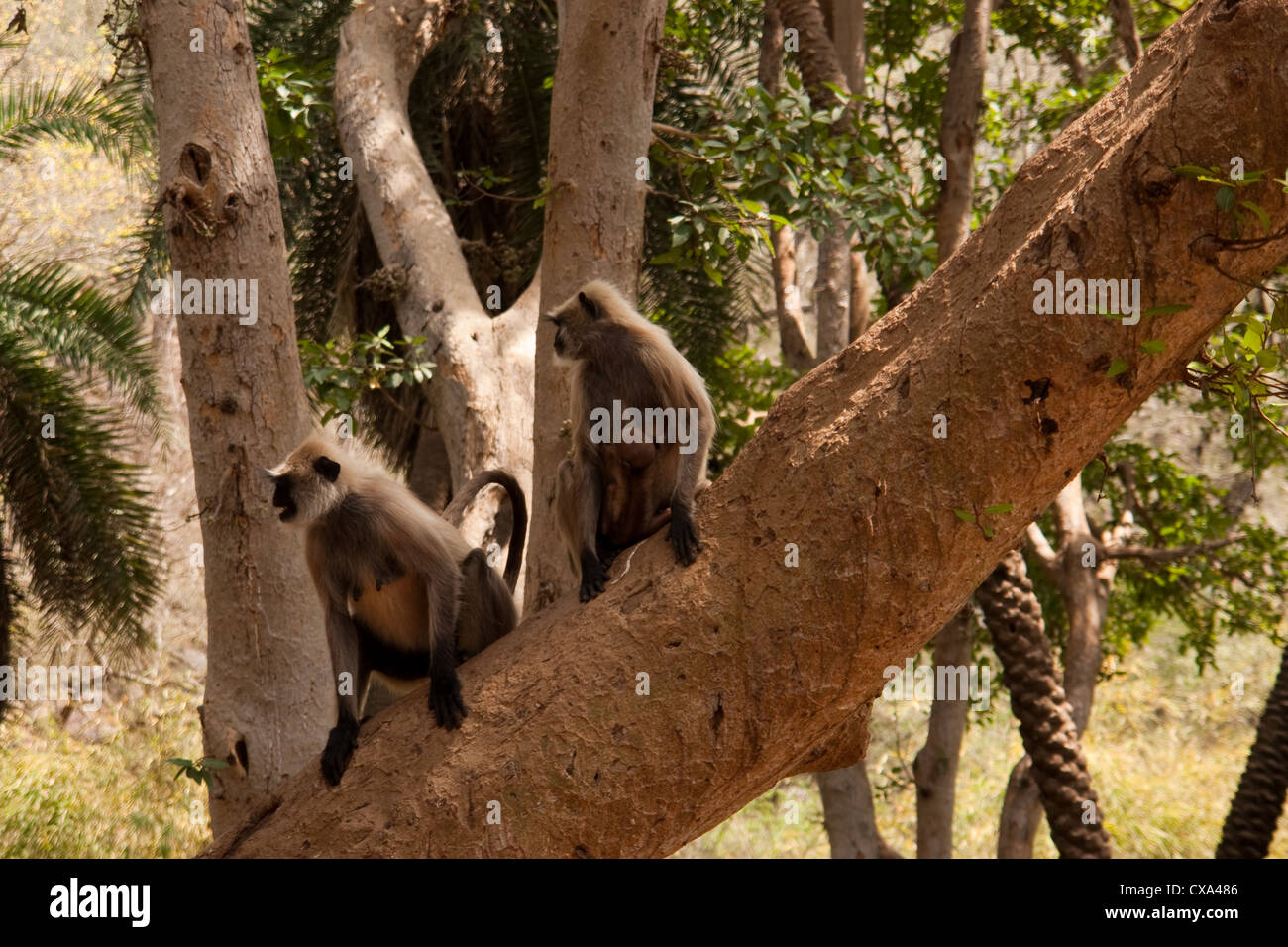 Langurs on a tree branch inside the nature reserve of Sariska in the ...