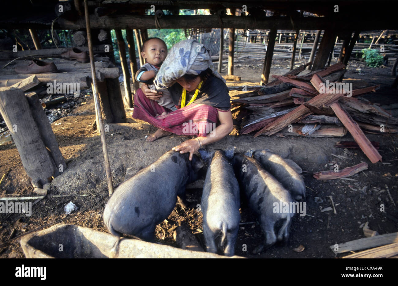 Thailand pigs hi-res stock photography and images - Alamy