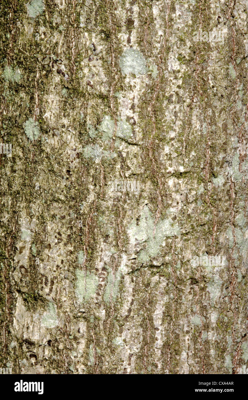 Spindle euonymus europaeus bark hi-res stock photography and images - Alamy