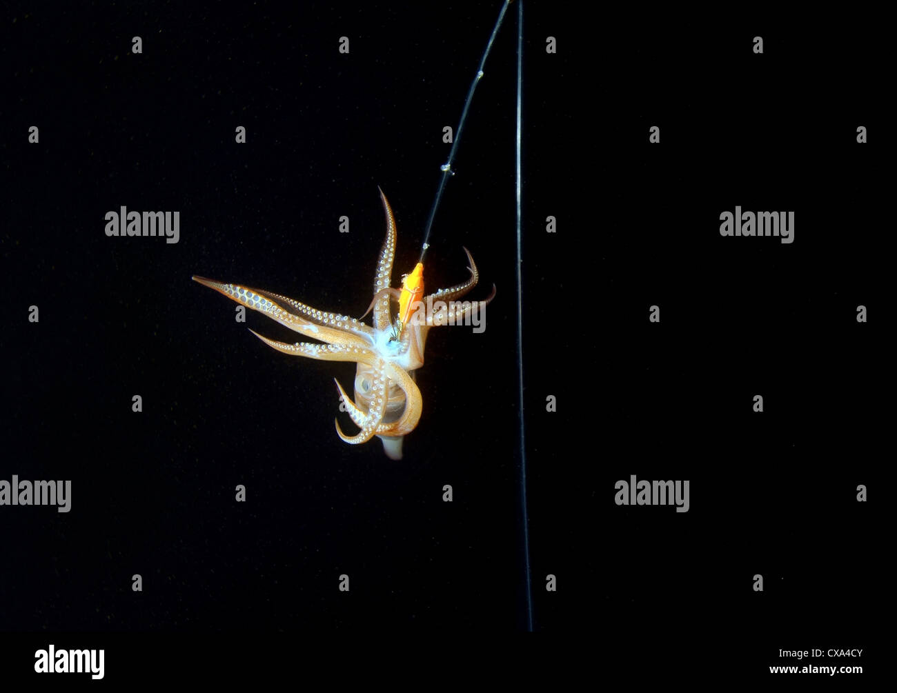 night fishing on a squid, Japanese common squid or Japanese flying ...