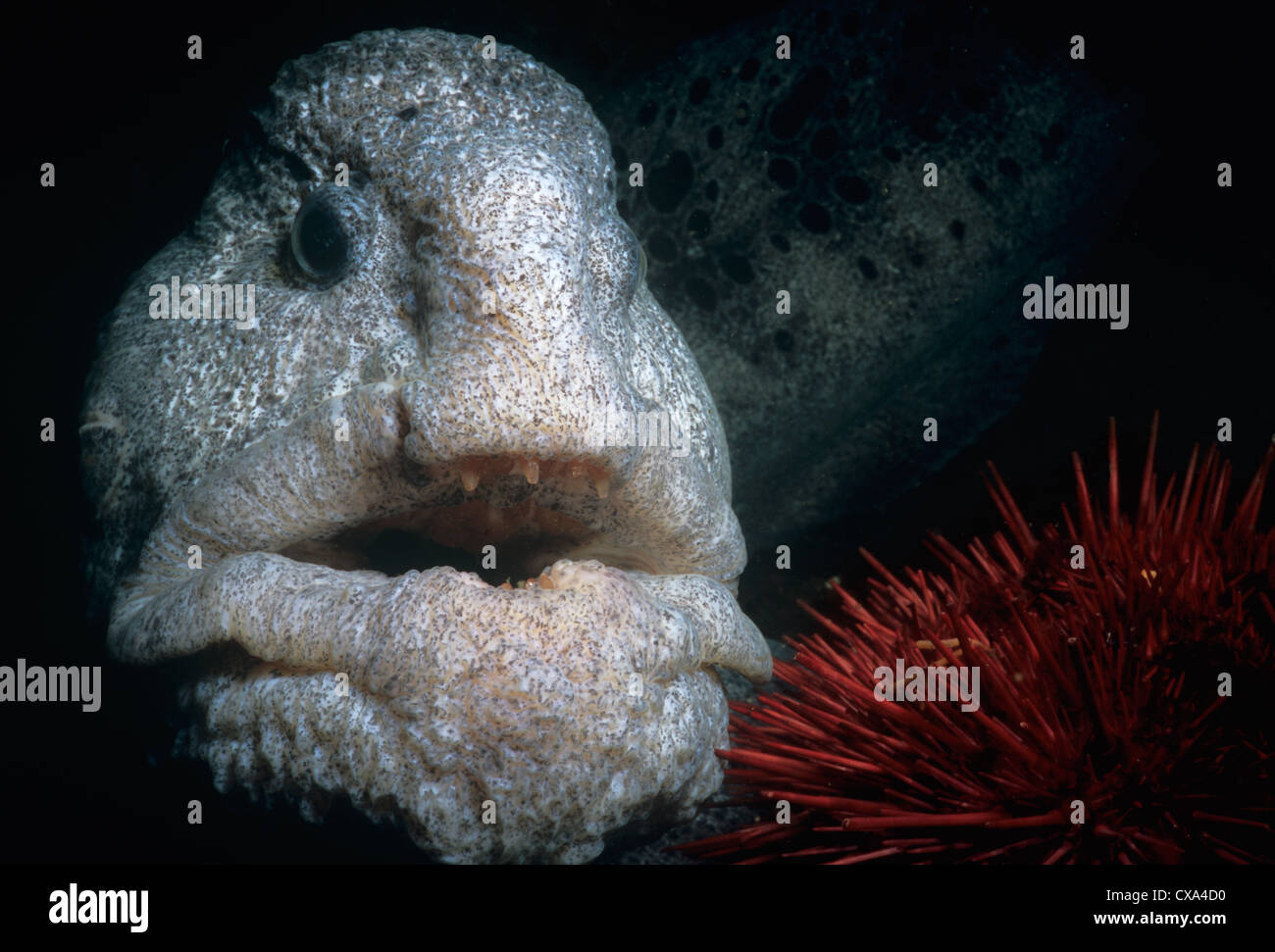 Wolf-Eel (Anarrichthys ocellatus) eating Red Sea Urchin ...