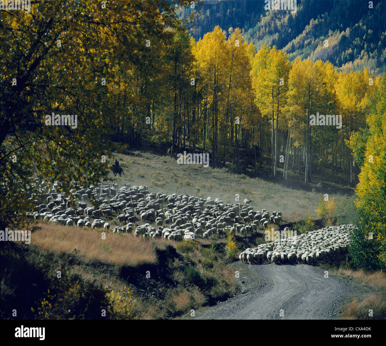 Moving sheep hi-res stock photography and images - Alamy