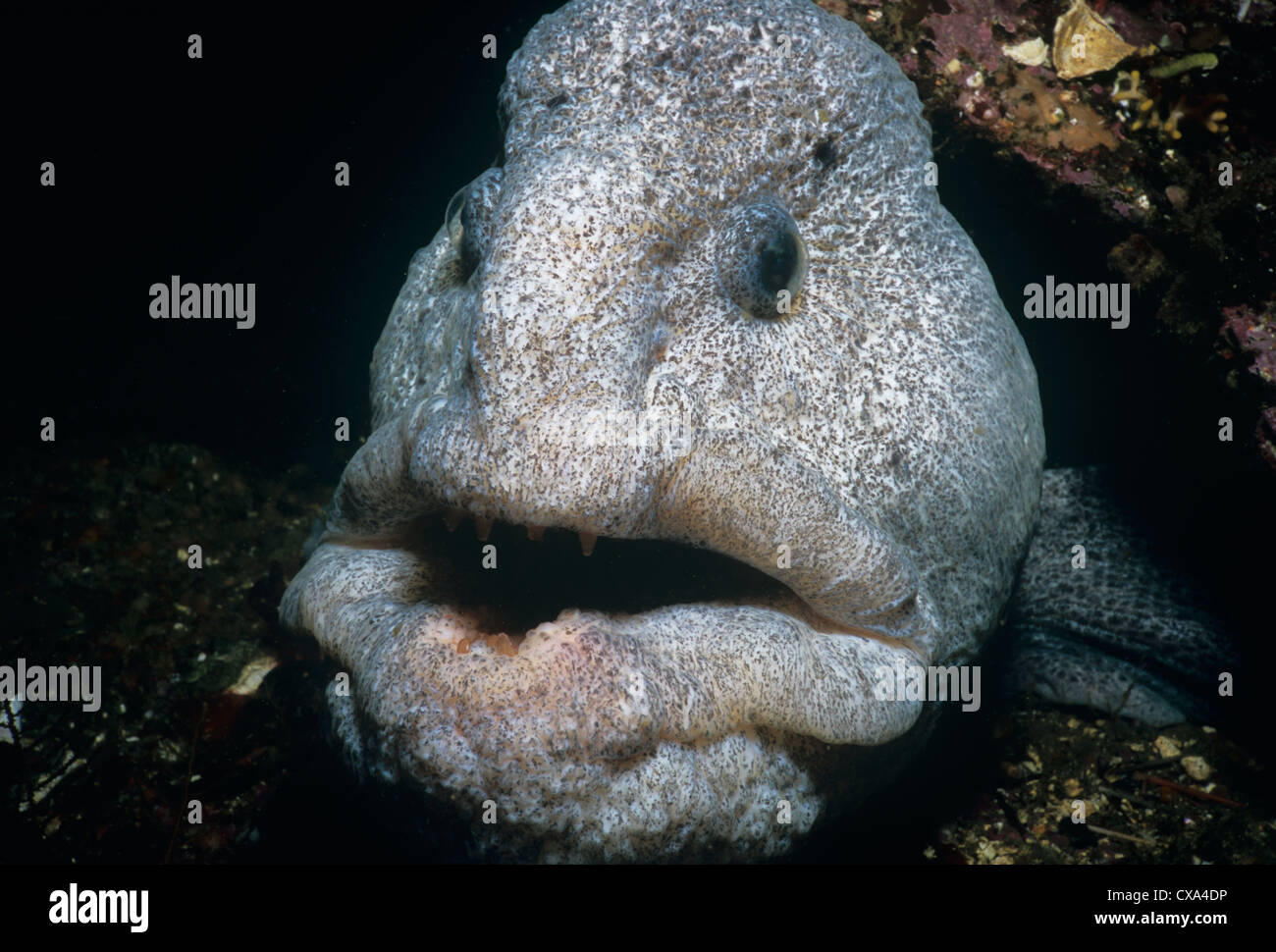 Northern wolffish canada hi-res stock photography and images - Alamy