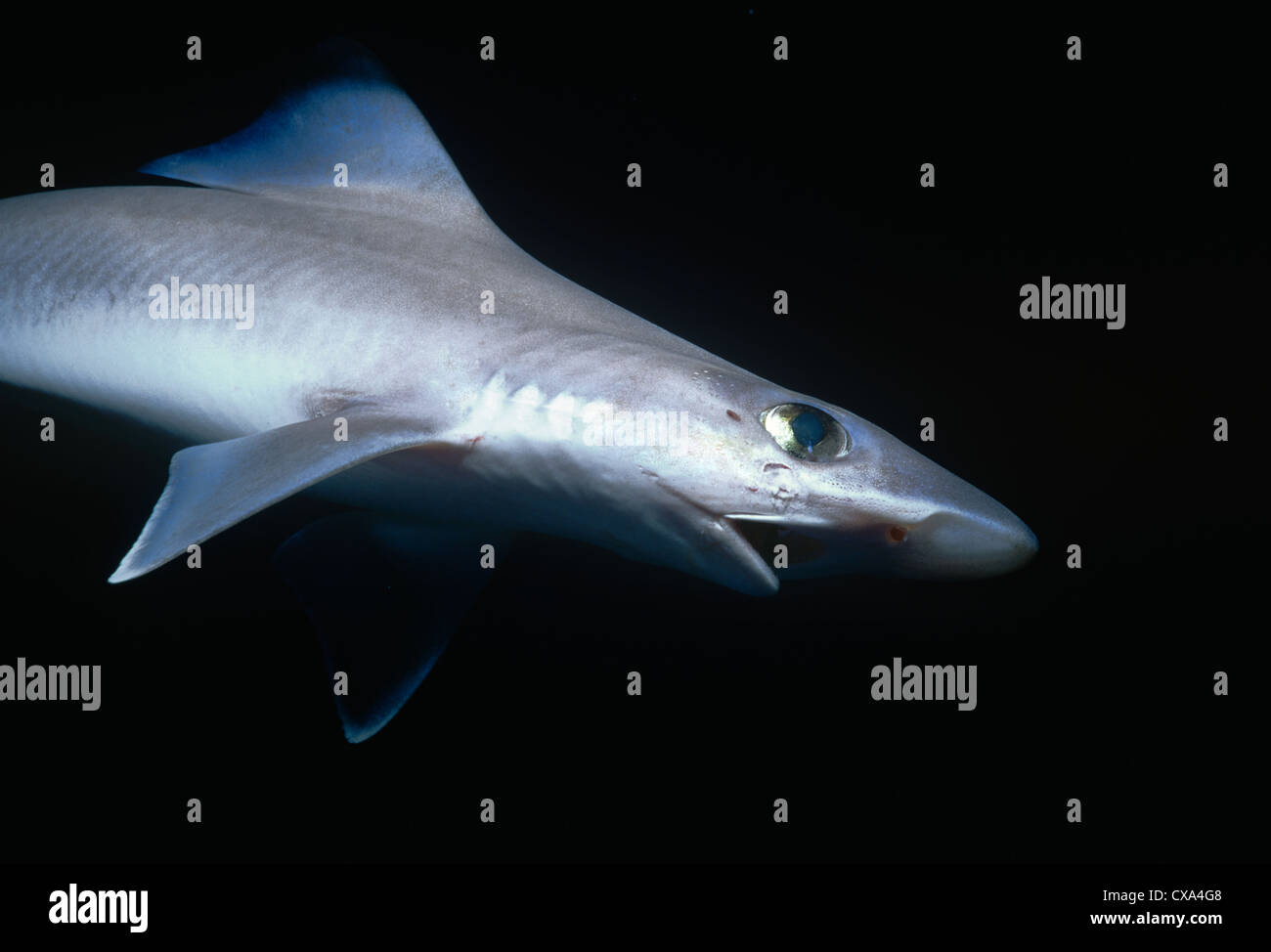 Houndshark hi-res stock photography and images - Alamy