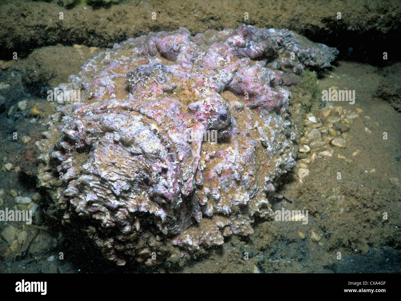 Stonefish (Synanceia verrucosa) camouflaged. Eilat, Israel, Red Sea ...