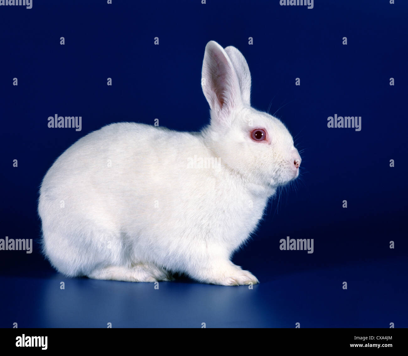 York pa fair hi-res stock photography and images - Alamy