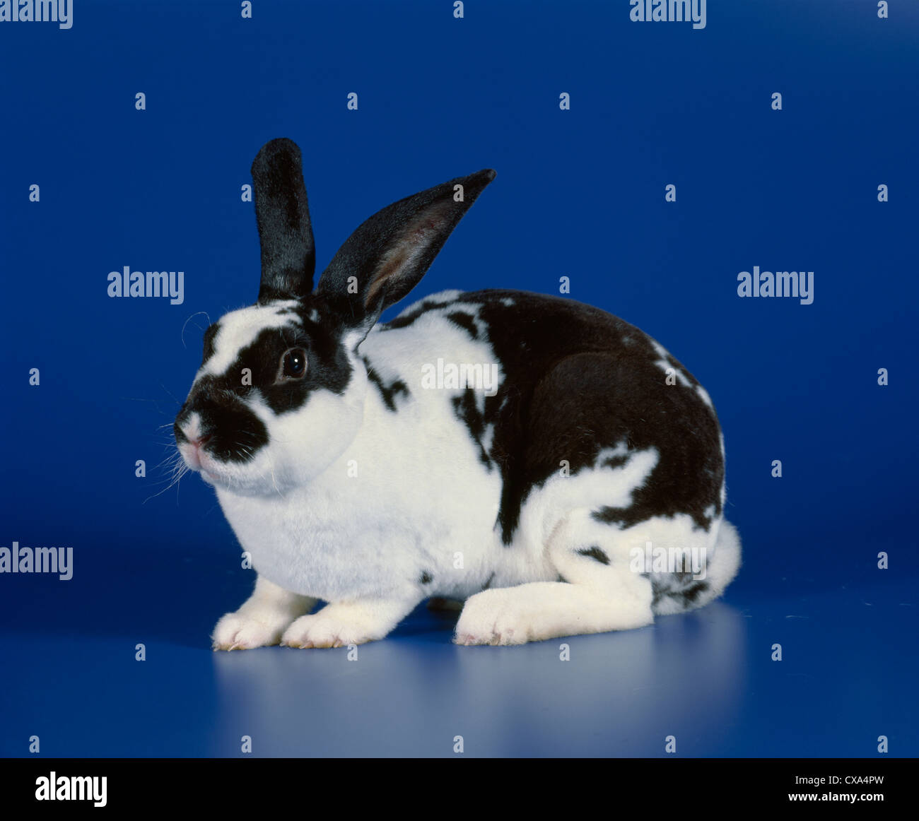 REX RABBIT (COLOR: BROKEN Stock Photo - Alamy