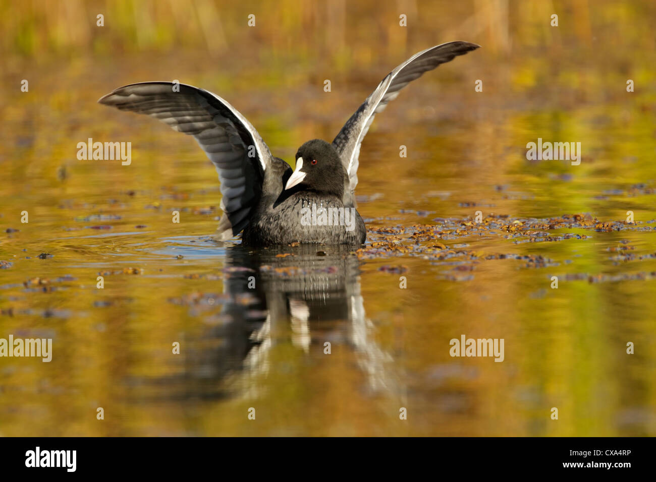 Fulica atra flapping swimming wings outstreched lagoon water wetland hi ...