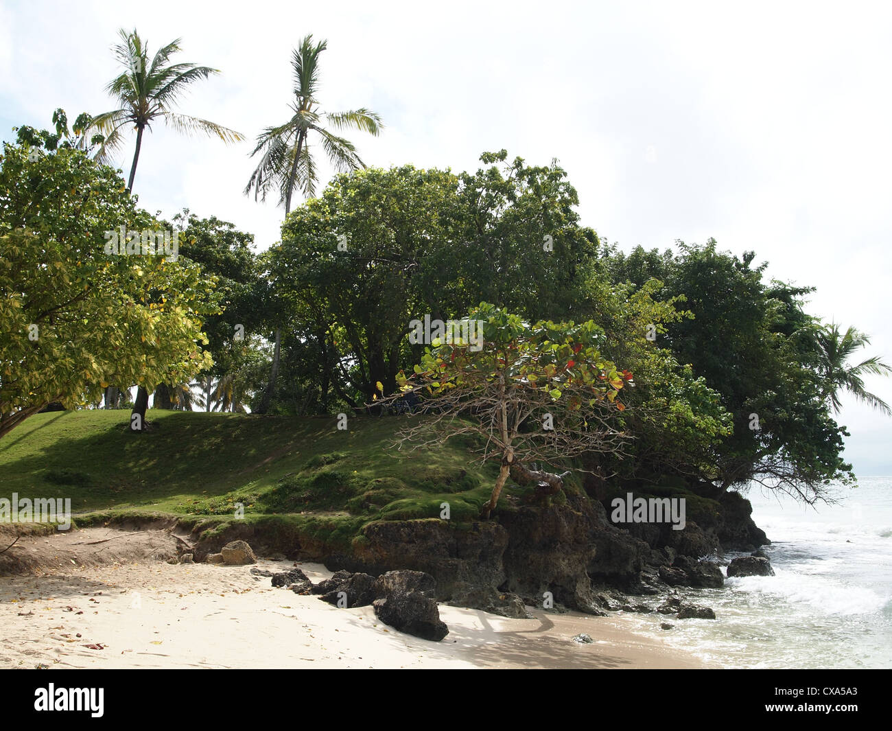 Palms, trees and bushes on a beach Stock Photo - Alamy