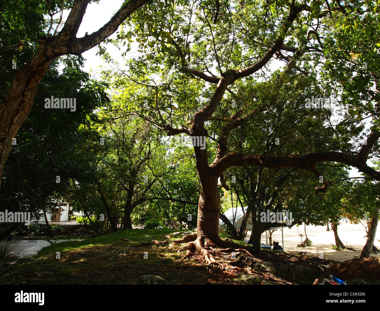 Big trees buttress roots hi-res stock photography and images - Alamy