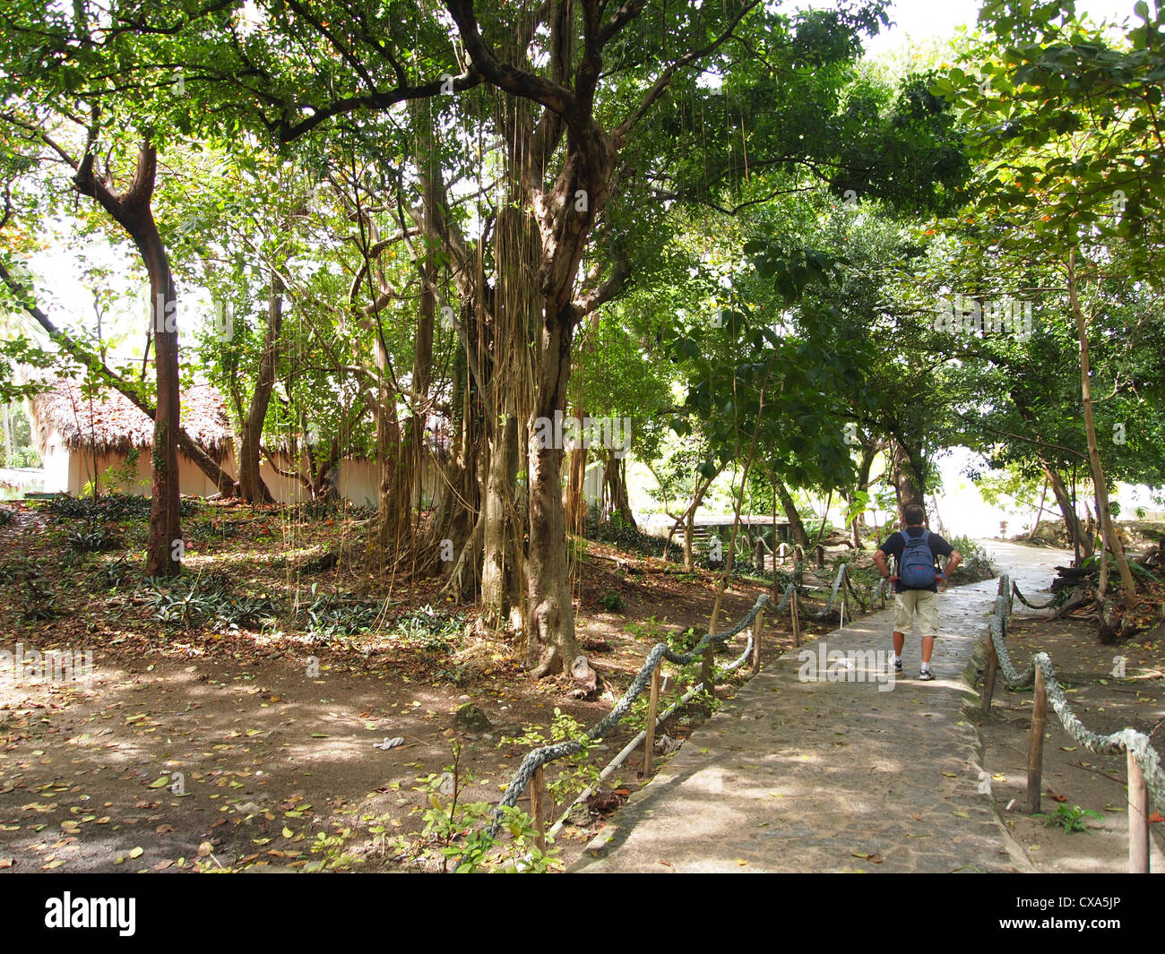 Big trees buttress roots hi-res stock photography and images - Alamy