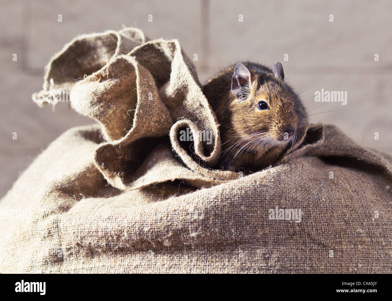 The degu (Octodon degus) is a small caviomorph rodent that is endemic ...