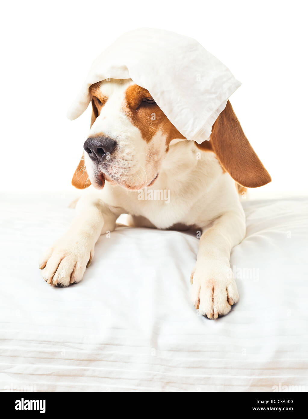 Very much sick dog , isolated on a white background Stock Photo - Alamy