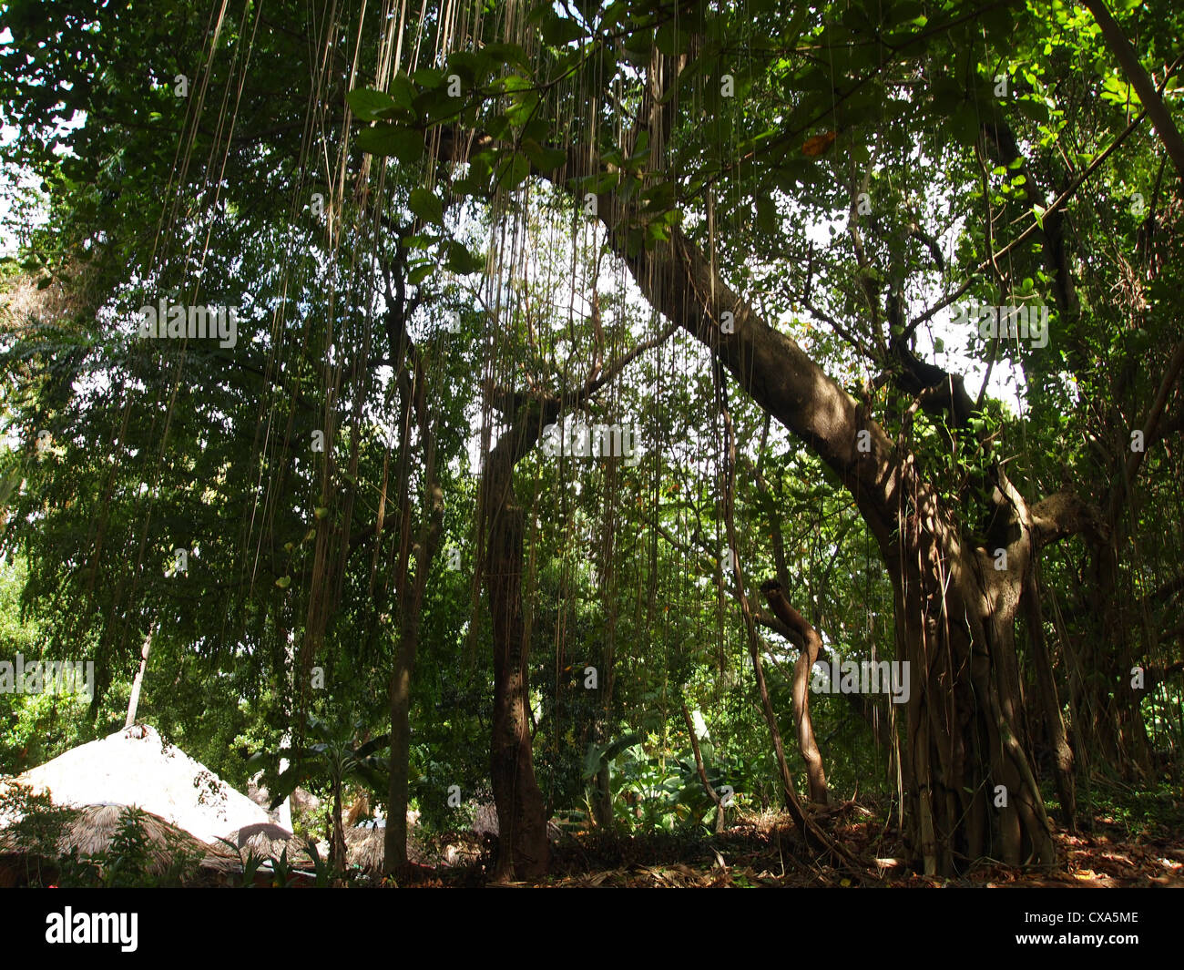 A tree with lots of roots Stock Photo - Alamy