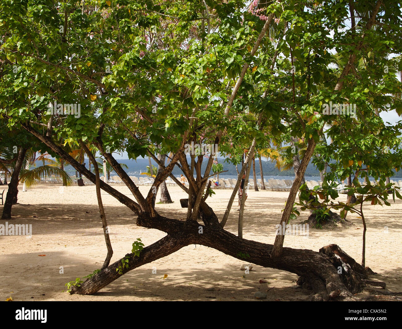 Interesting trees on a beach Stock Photo - Alamy