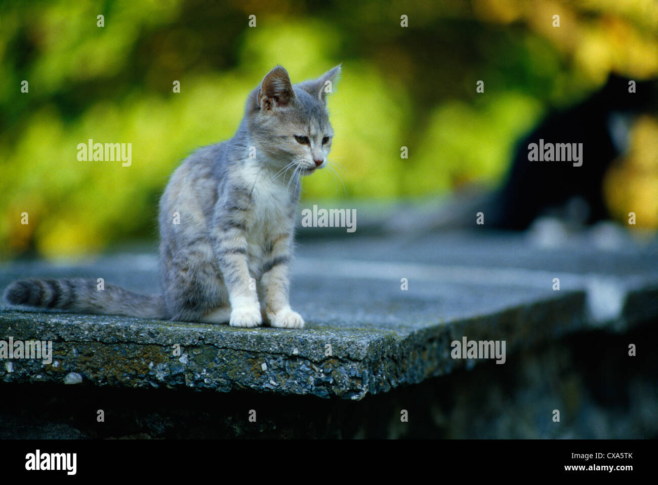 Farm kitty hi-res stock photography and images - Alamy