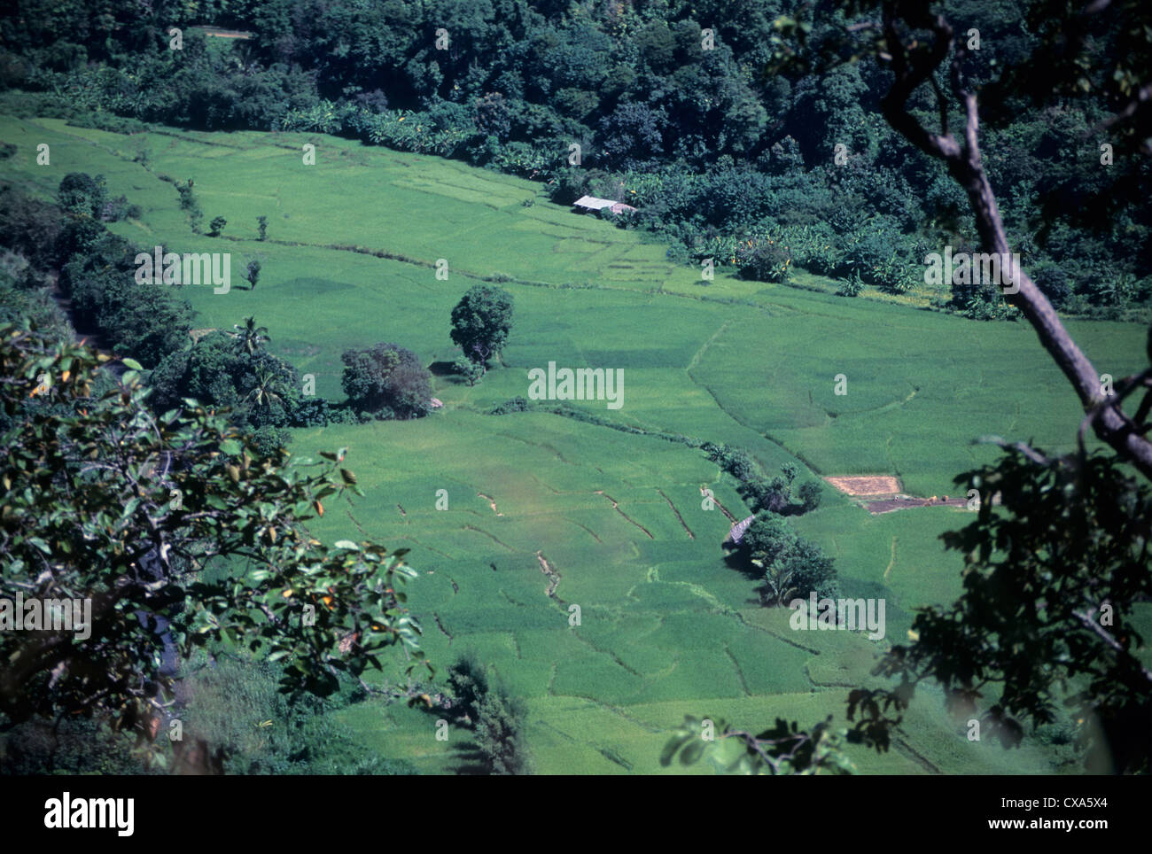 Thailand, Northern, scenic rice paddies Stock Photo - Alamy