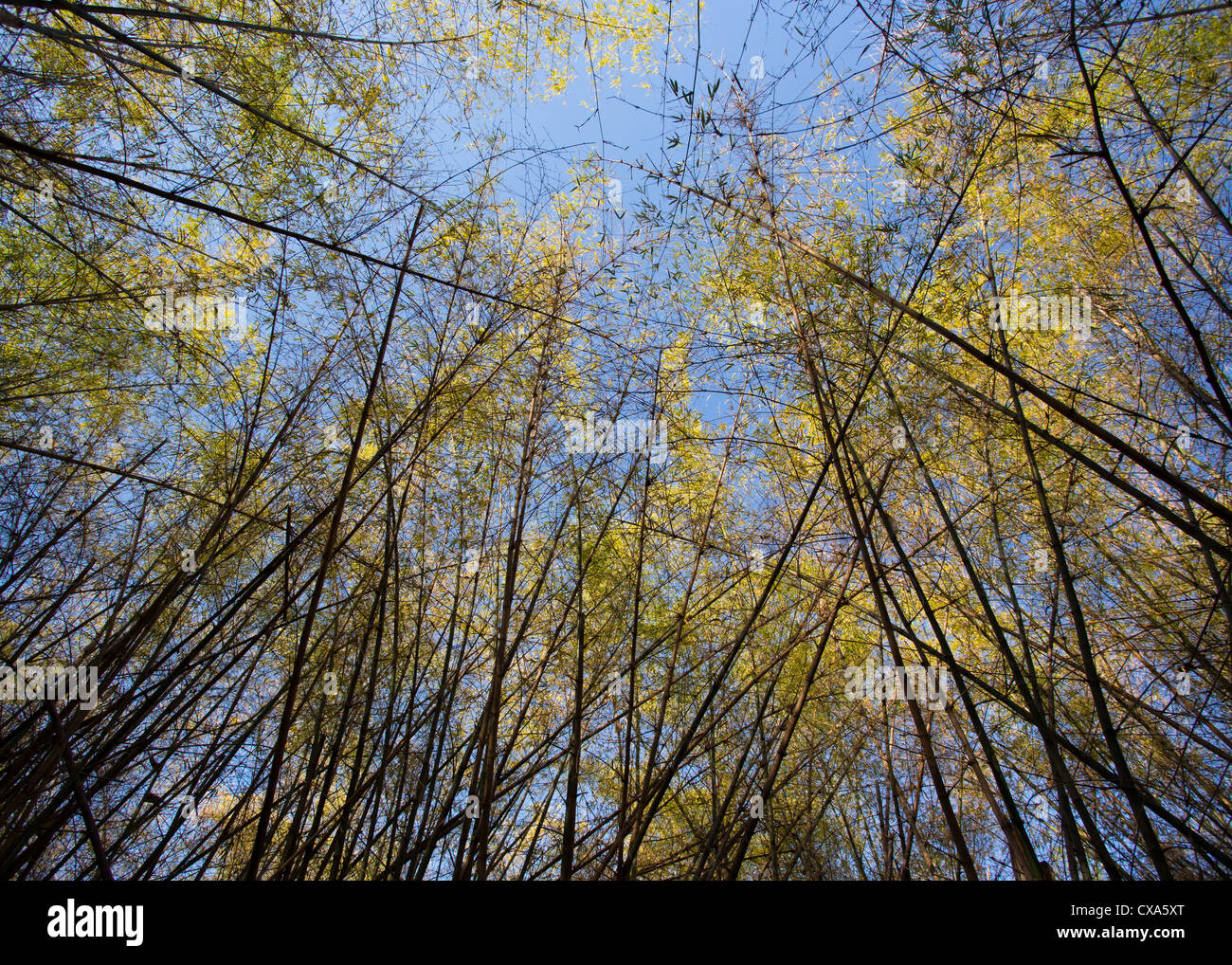 Australian native bamboo, Bambusa arnhemica, Mary River Park, Northern ...