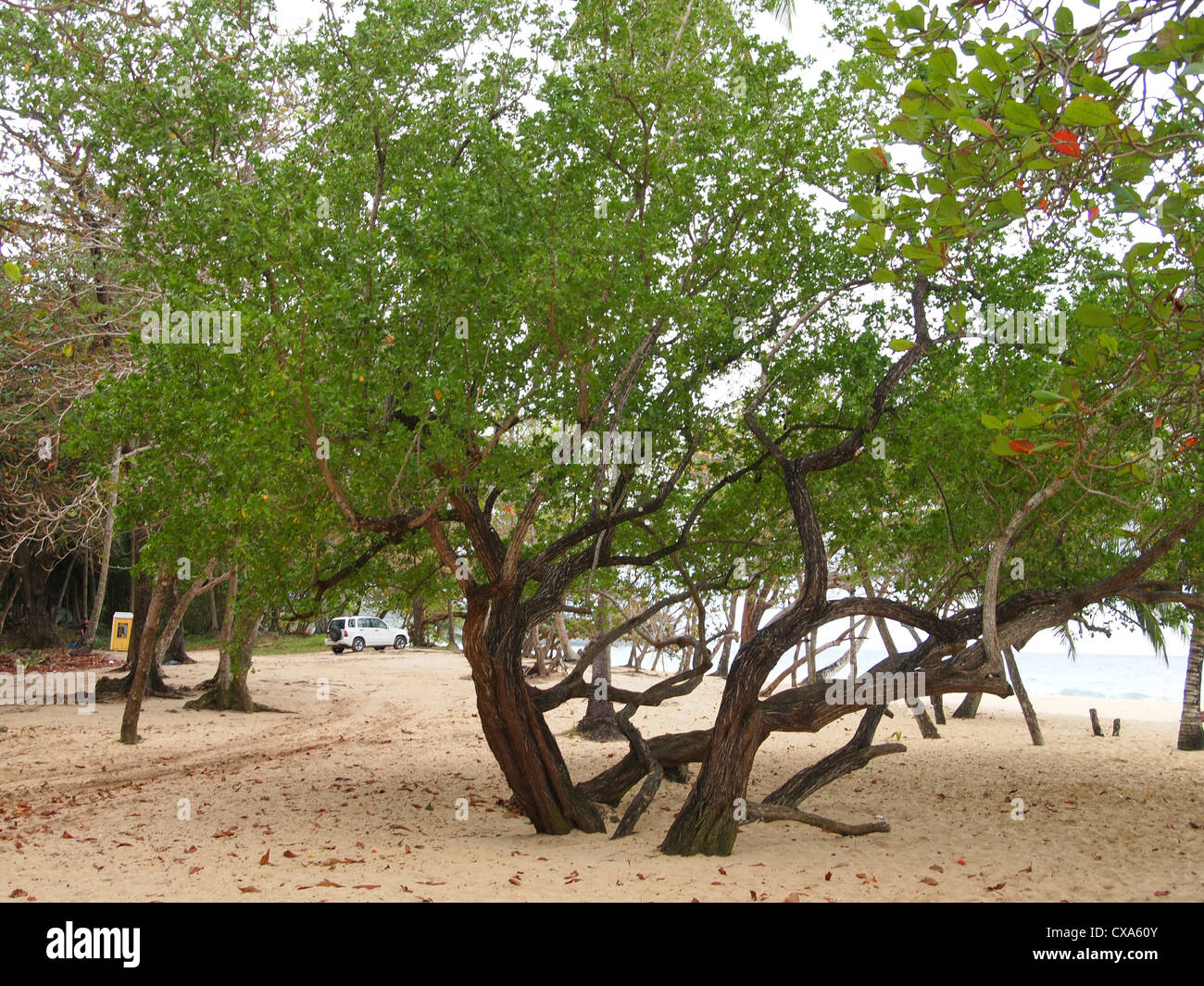 Trees in a sand Stock Photo - Alamy