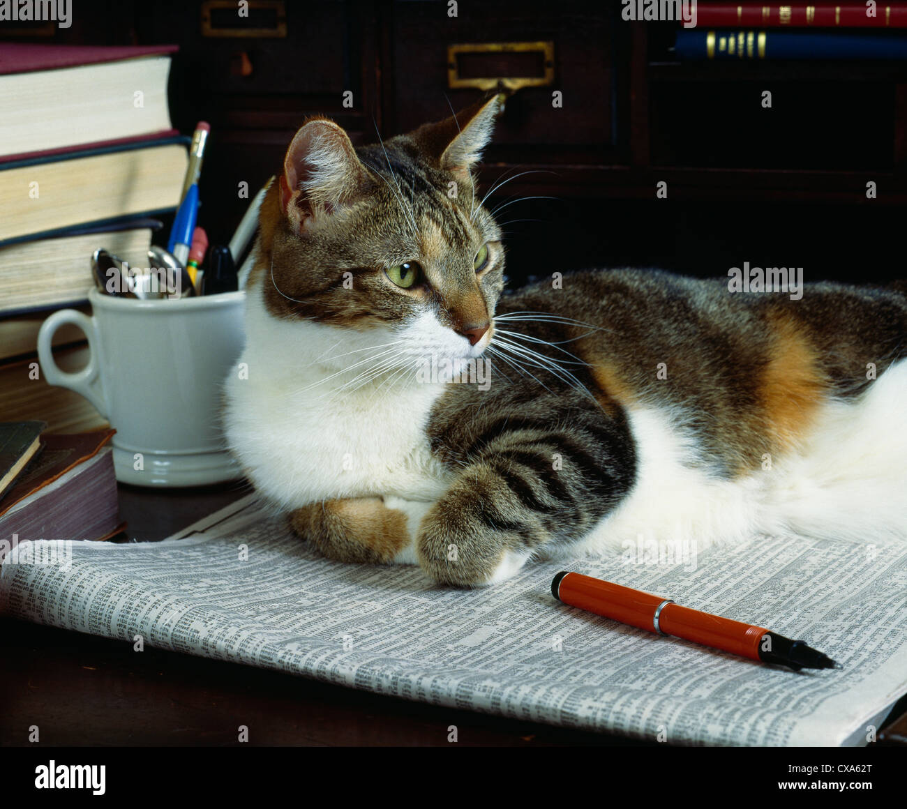CALICO TABBY CAT LAYING ON DESK / PENNSYLVANIA Stock Photo - Alamy
