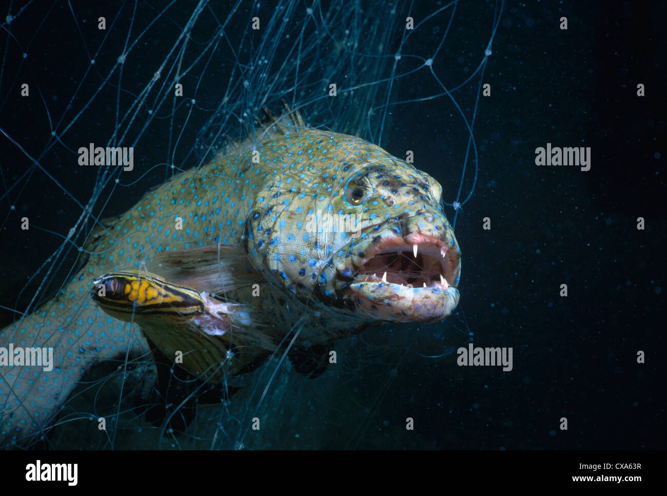 Squaretail grouper hi-res stock photography and images - Alamy