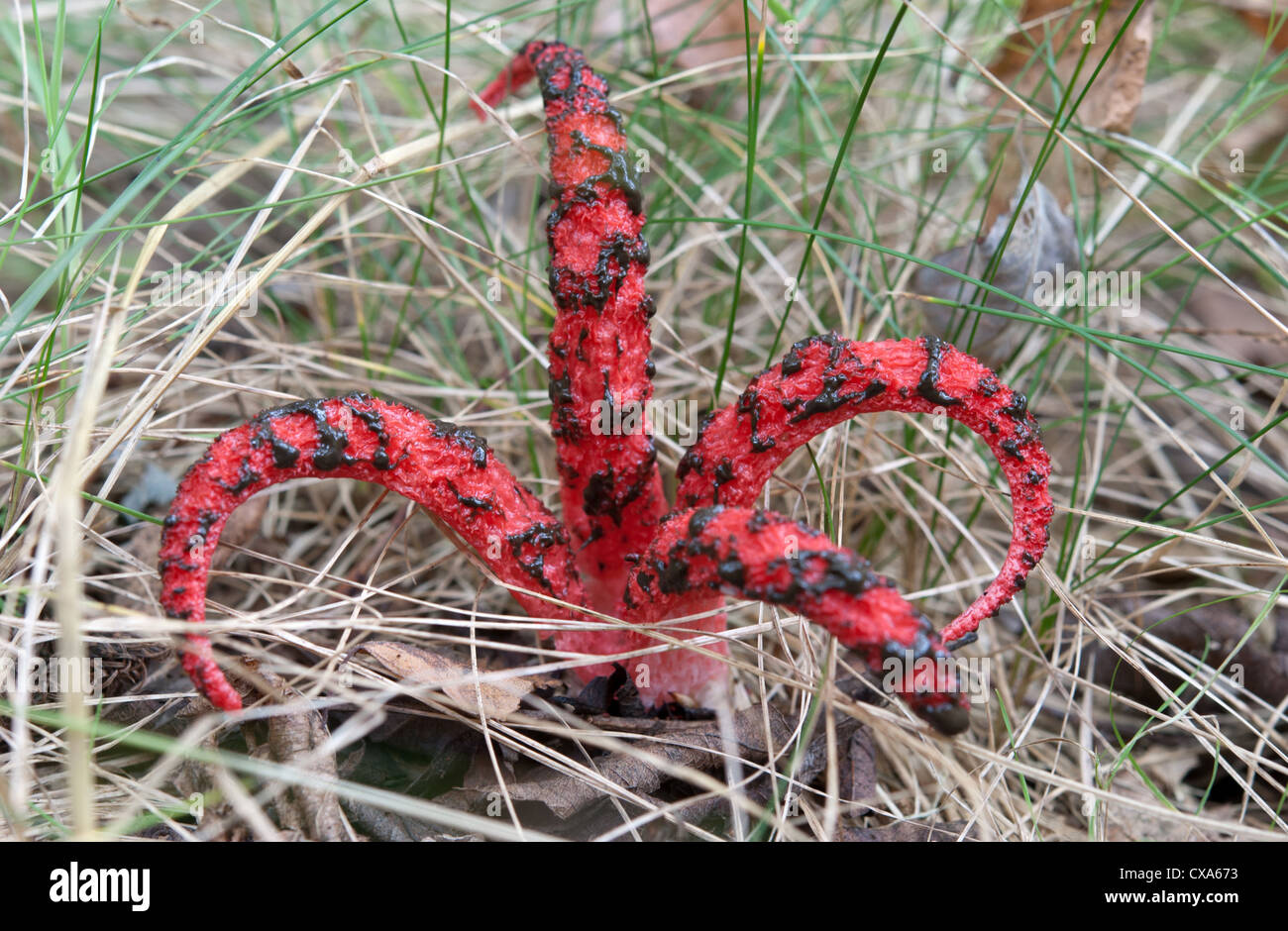 poison red plant with grass background Stock Photo - Alamy