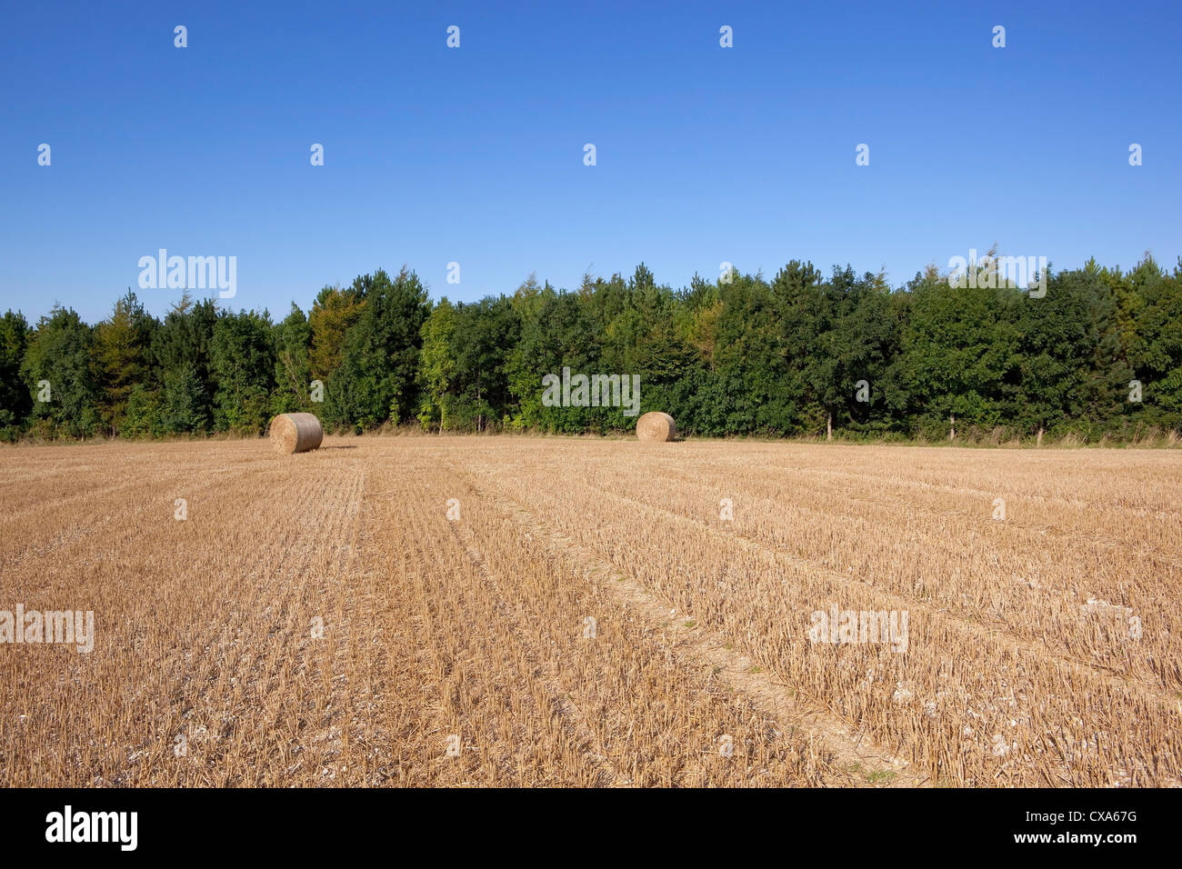 A rural landscape with the patterns and textures of a golden stubble ...