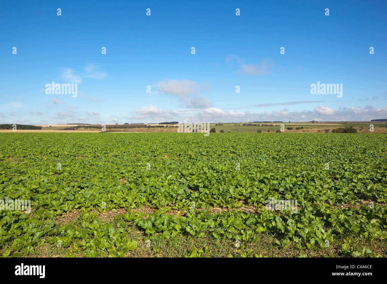 The arable landscape of the Yorkshire wolds viewed across a field of ...