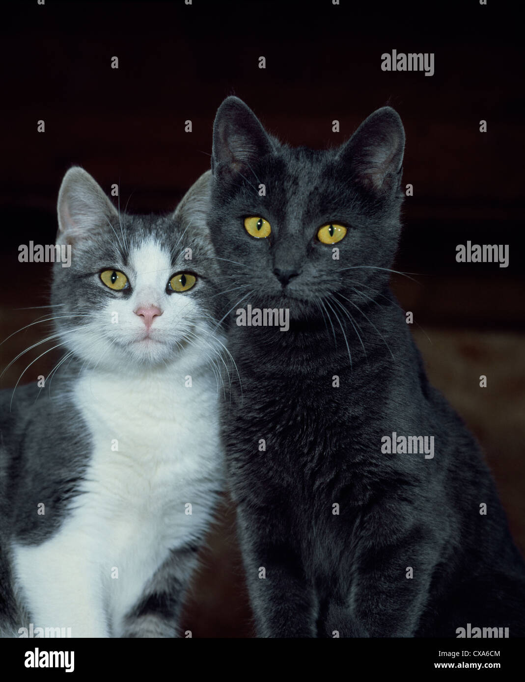 View of cats at farm hi-res stock photography and images - Alamy