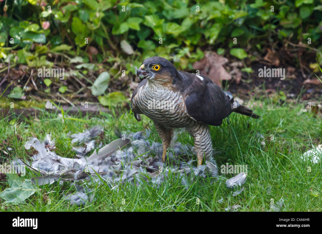 Female sparrowhawk hi-res stock photography and images - Alamy