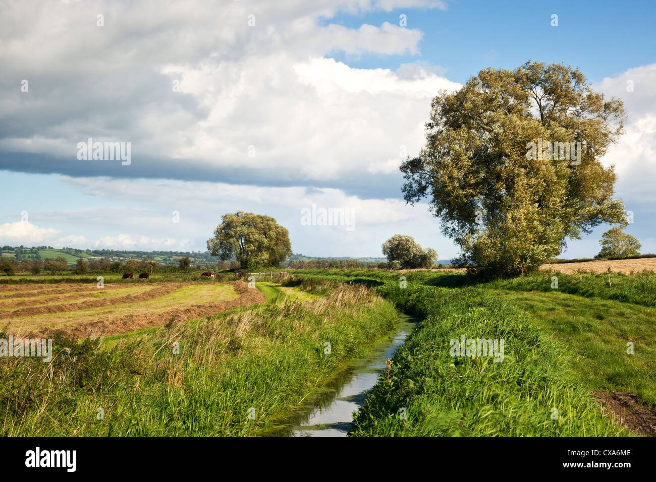 Somerset levels and moors hi-res stock photography and images - Alamy