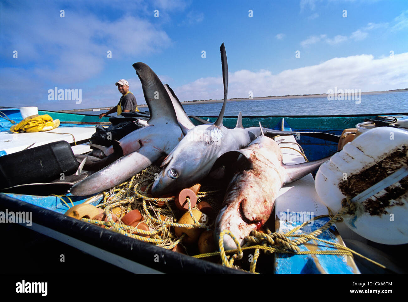 Gill net fishermen bring Thresher Sharks (Alopias vulpinus) catch to ...