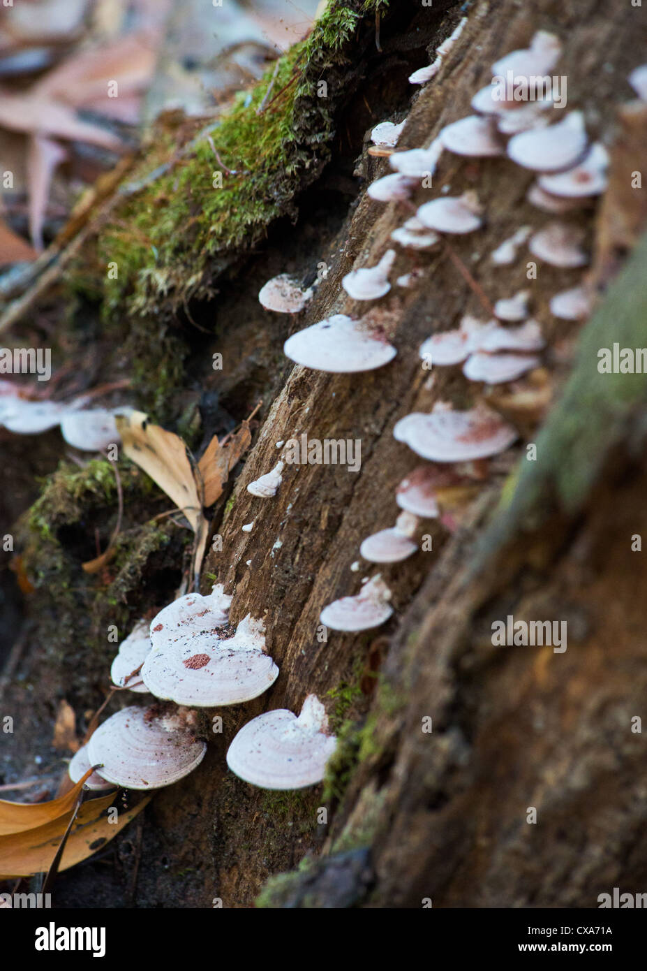 Fungi growing along a log on the forest floor, Fogg Dam Conservation ...