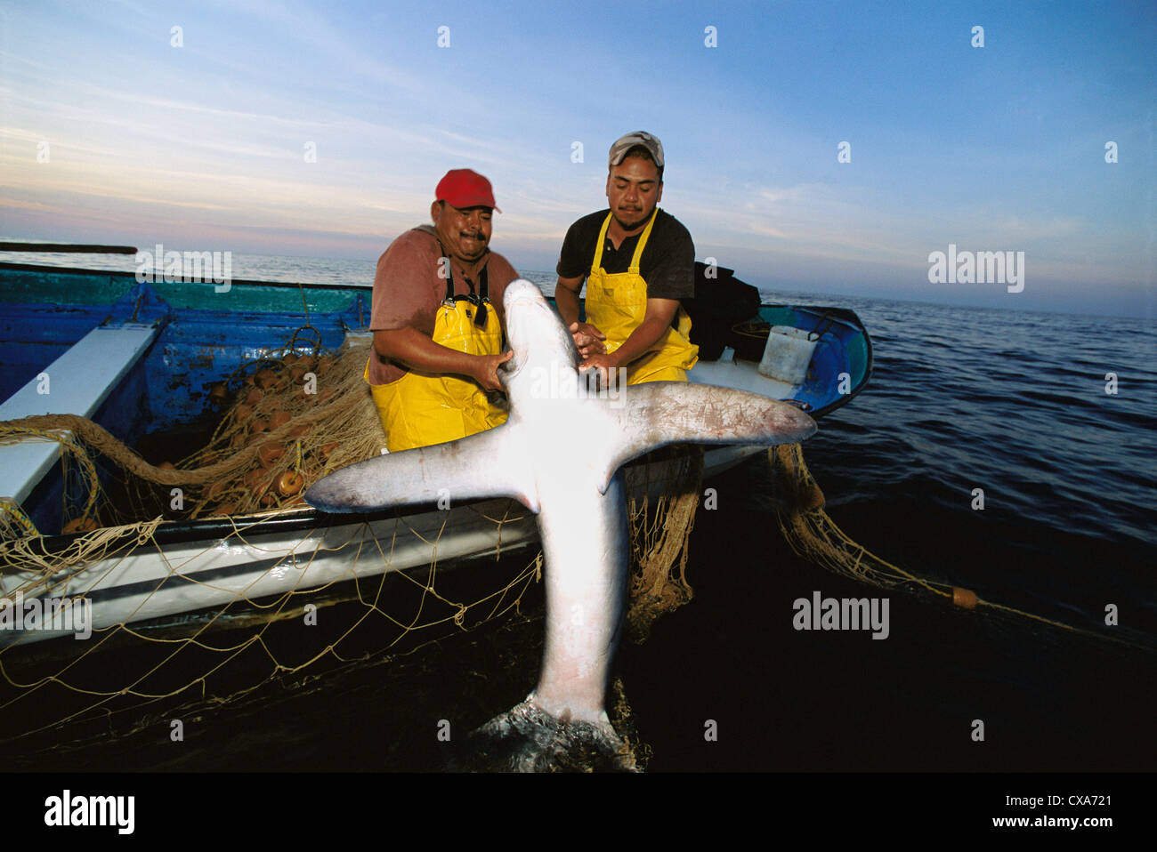 Gill Net Fishermen Haul Thresher Shark (Alopias vulpinus) on board ...