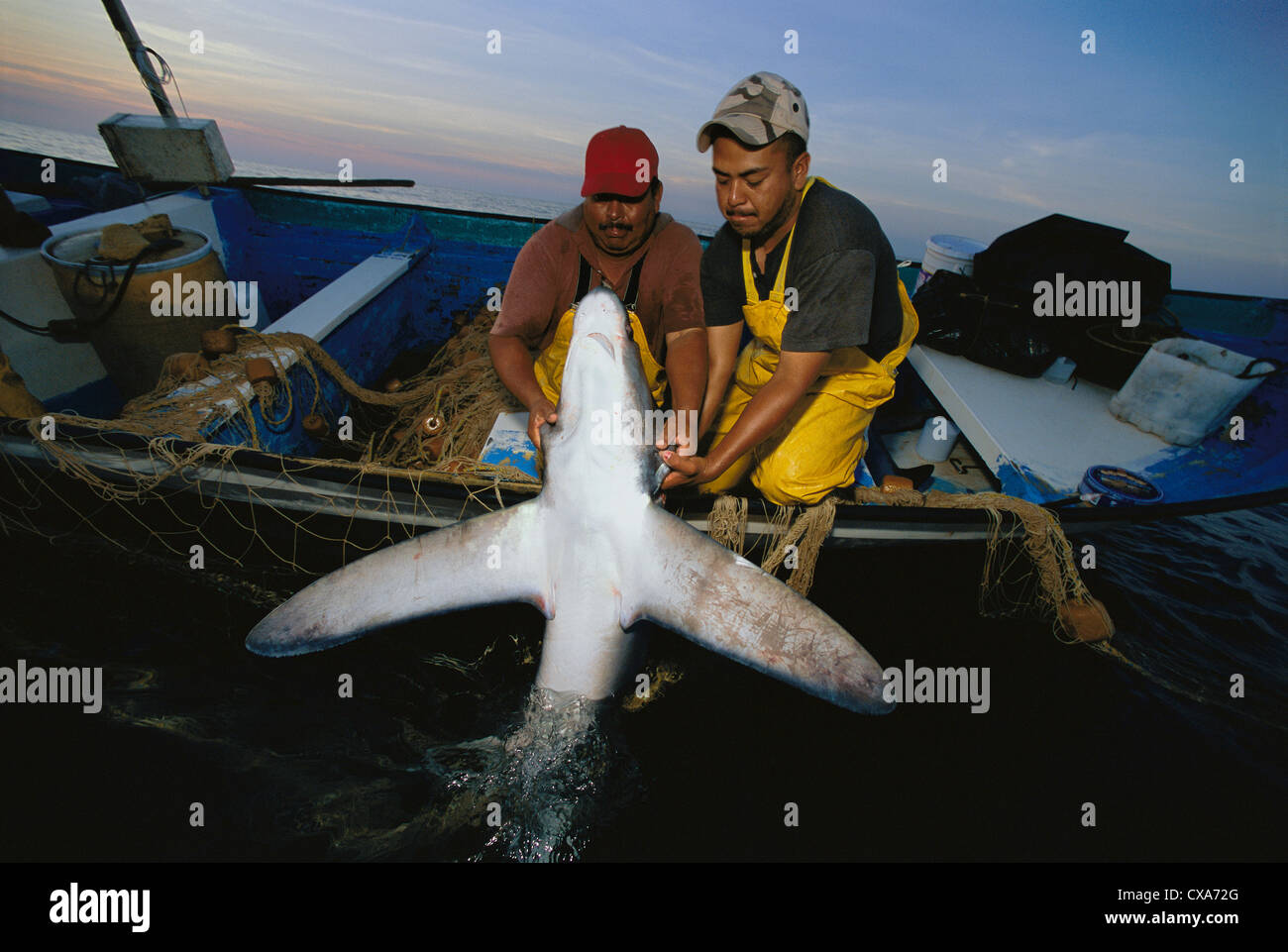 Gill Net Fishermen Haul Thresher Shark (Alopias vulpinus) on board ...