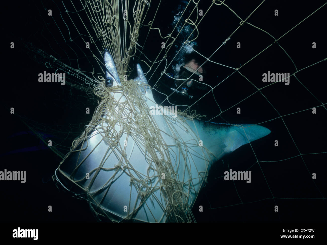 Diver observes Manta Ray (Manta birostris) caught in gill net ...