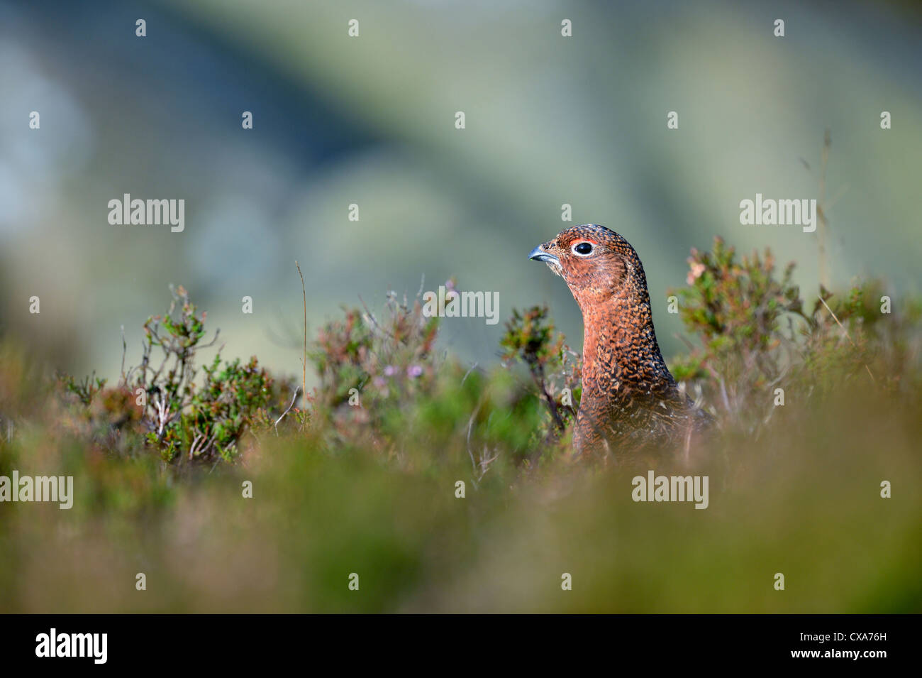 Shot grouse hi-res stock photography and images - Alamy